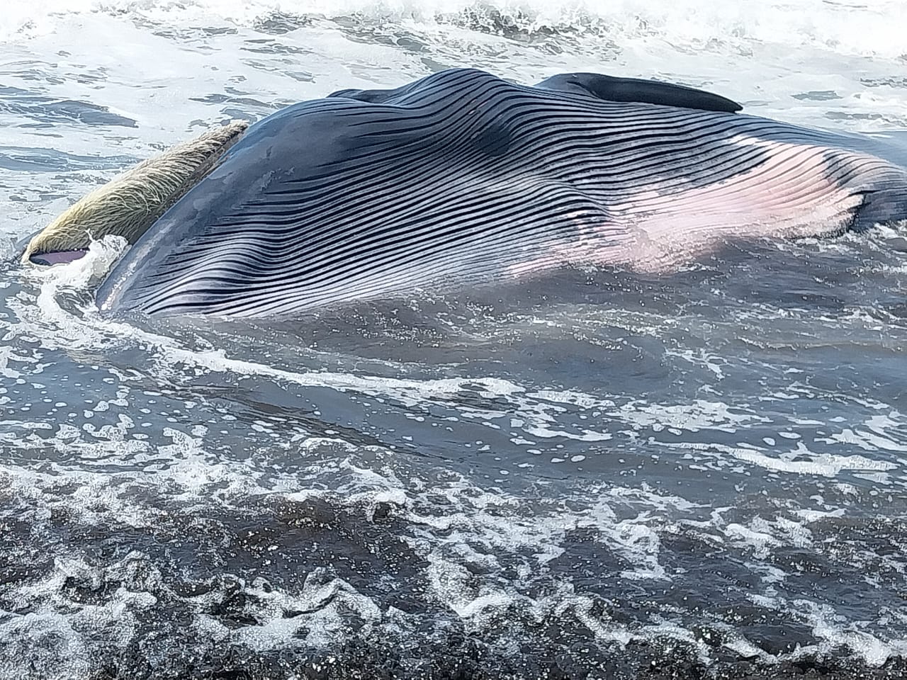 Localizan Ballena muerta en las playas del pacífico de Guatemala