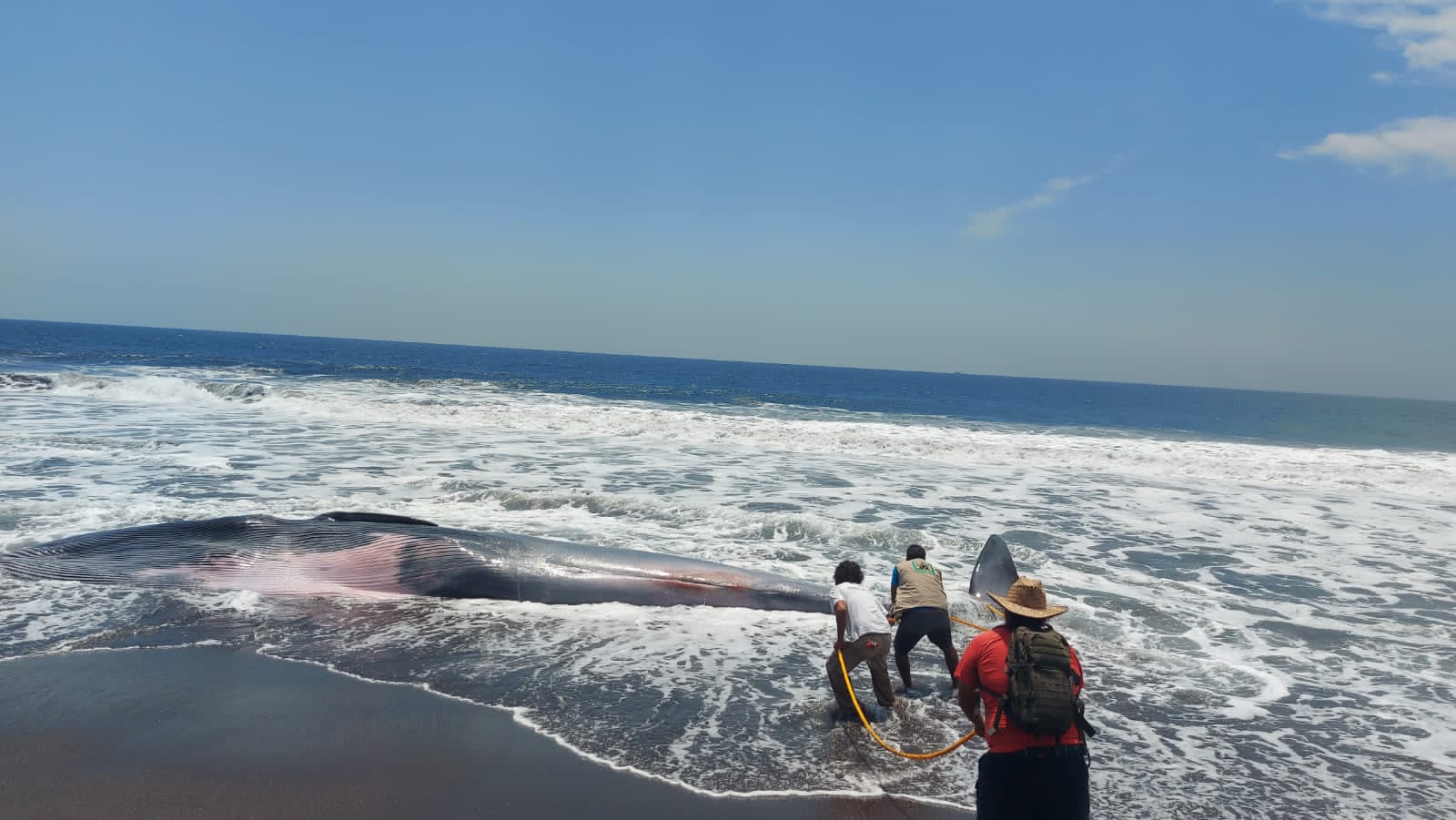 Localizan Ballena muerta en las playas del pacífico de Guatemala
