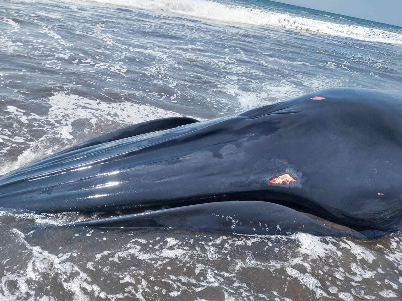 Localizan Ballena muerta en las playas del pacífico de Guatemala
