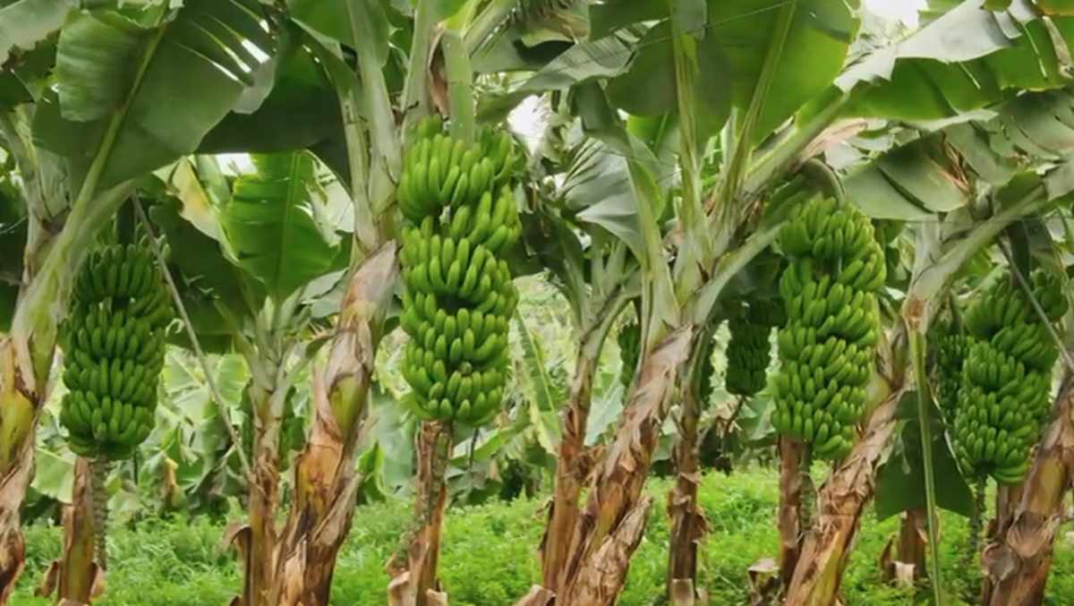 Compañía bananera de EE.UU. en Panamá explica despido de empleados