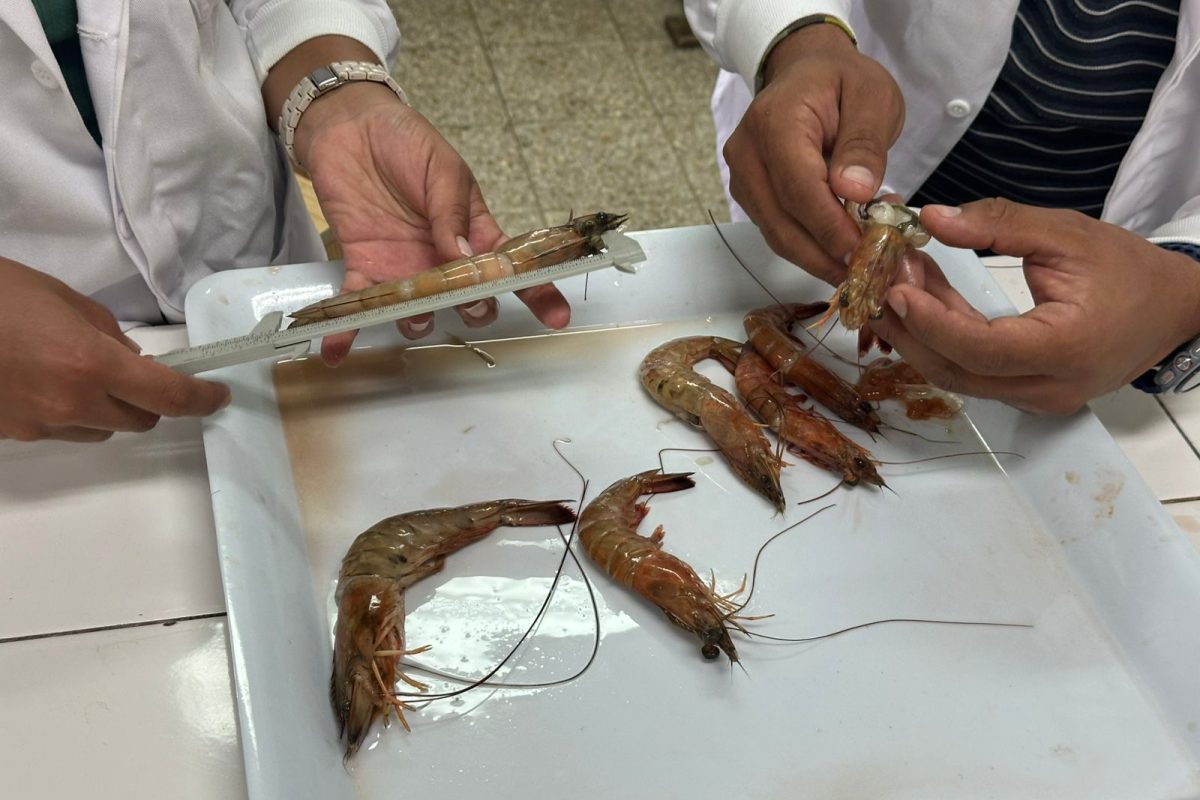 Estudian muestras de camarón del Pacífico para determinar época de ...