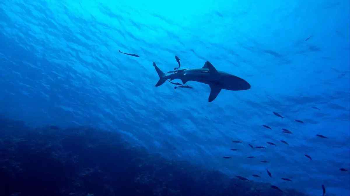 Un tiburón ataca a una turista australiana en una pierna en las islas ...